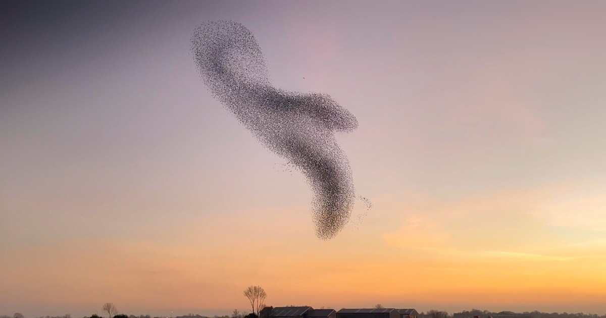 Spectaculaire beelden: spreeuwen geven indrukwekkende show weg | Alphen ...