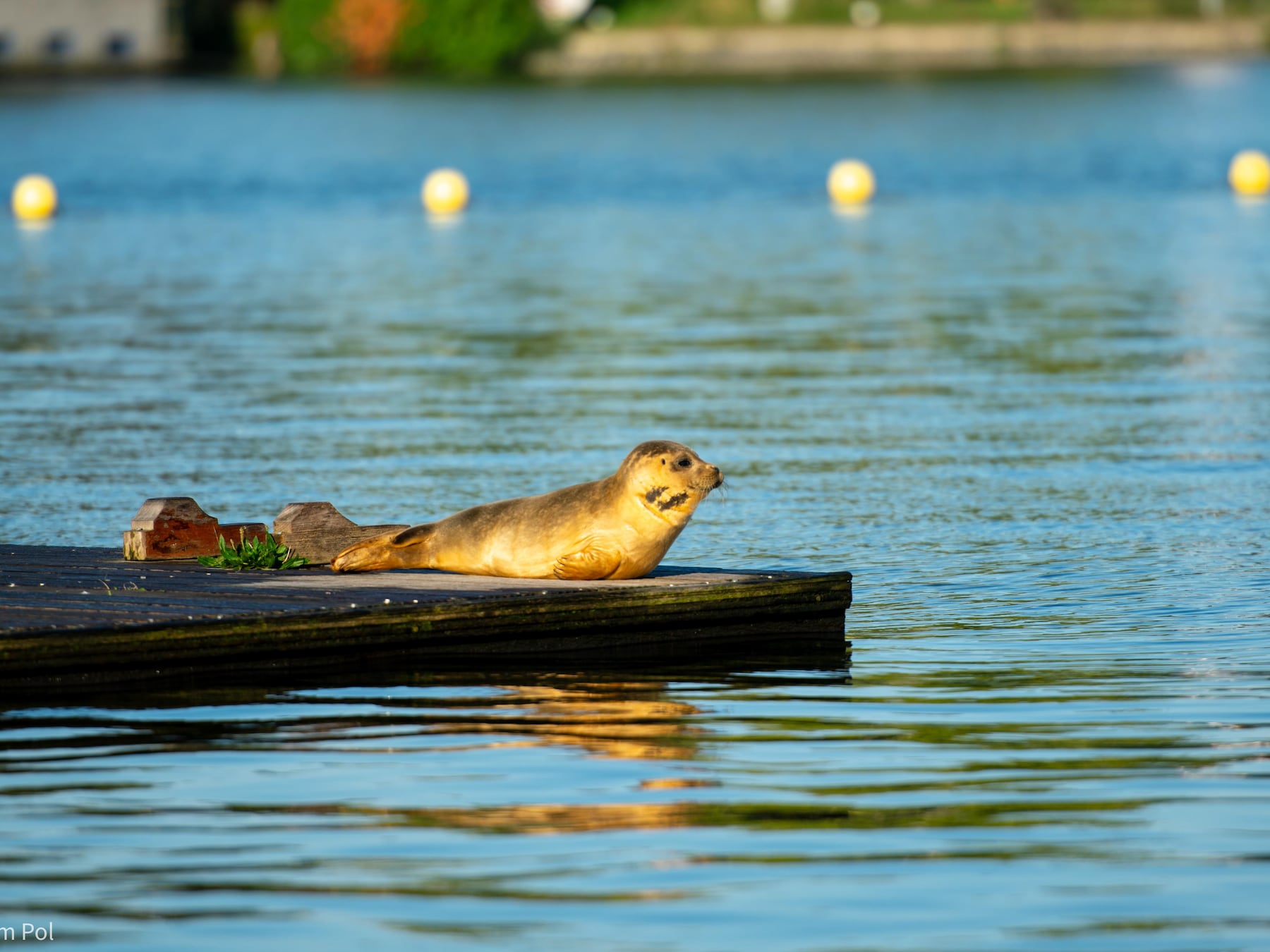 Broodje Mario staat te koop, is dit het einde van de legendarische ...