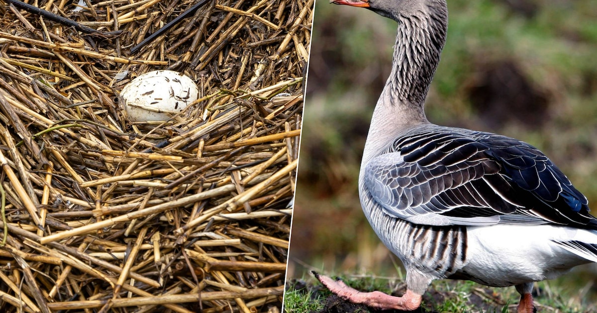 Natuurmonu­men­ten schiet ganzen van nesten af, jonkies blijven ...