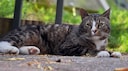 Heb jij Fay, Pumba of Tommy gezien? Deze 10 huisdieren worden in Emmen ...
