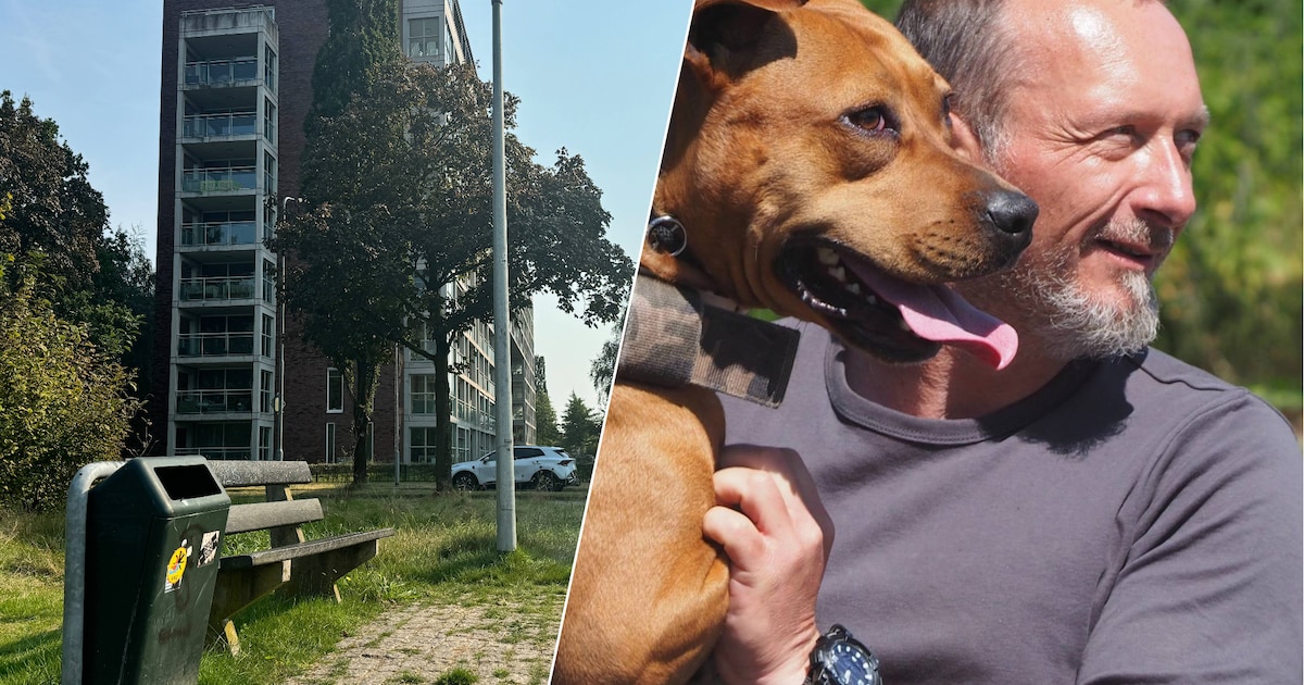Een emmer water of duw in de sloot: zo kun je vechtende honden het best ...