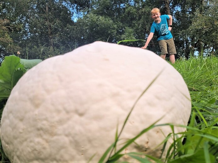 Rens (10) spot een reuzenbovist: ‘zo groot hebben we ze nog niet gezien ...