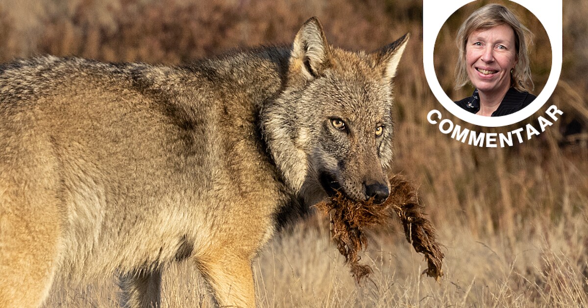 Terugkeer van de wolf is niet meer zo romantisch | Commentaar | AD.nl