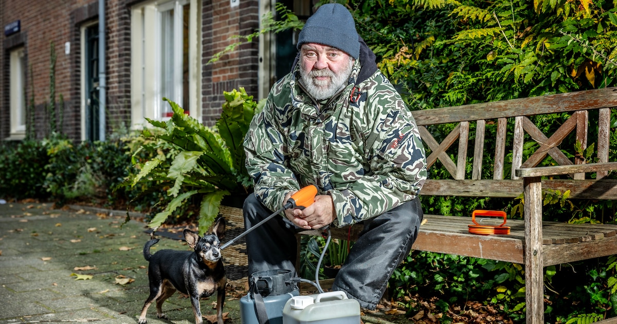 Het stinkt vreselijk, maar werkt bij eerste schapenboer écht: tijgerpis ...