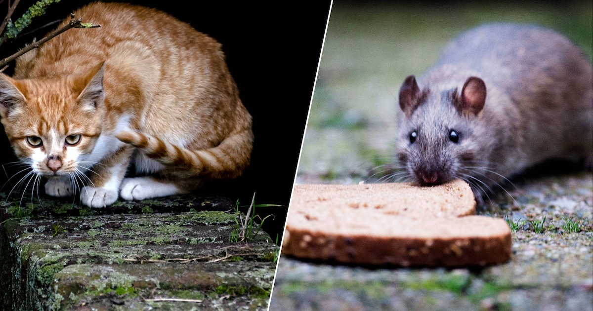 Honden vaker aan de lijn en katten ’s nachts liever binnen houden ...