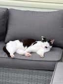 Heb jij Freddie, Jennah of Marly gezien? Deze acht huisdieren worden in ...