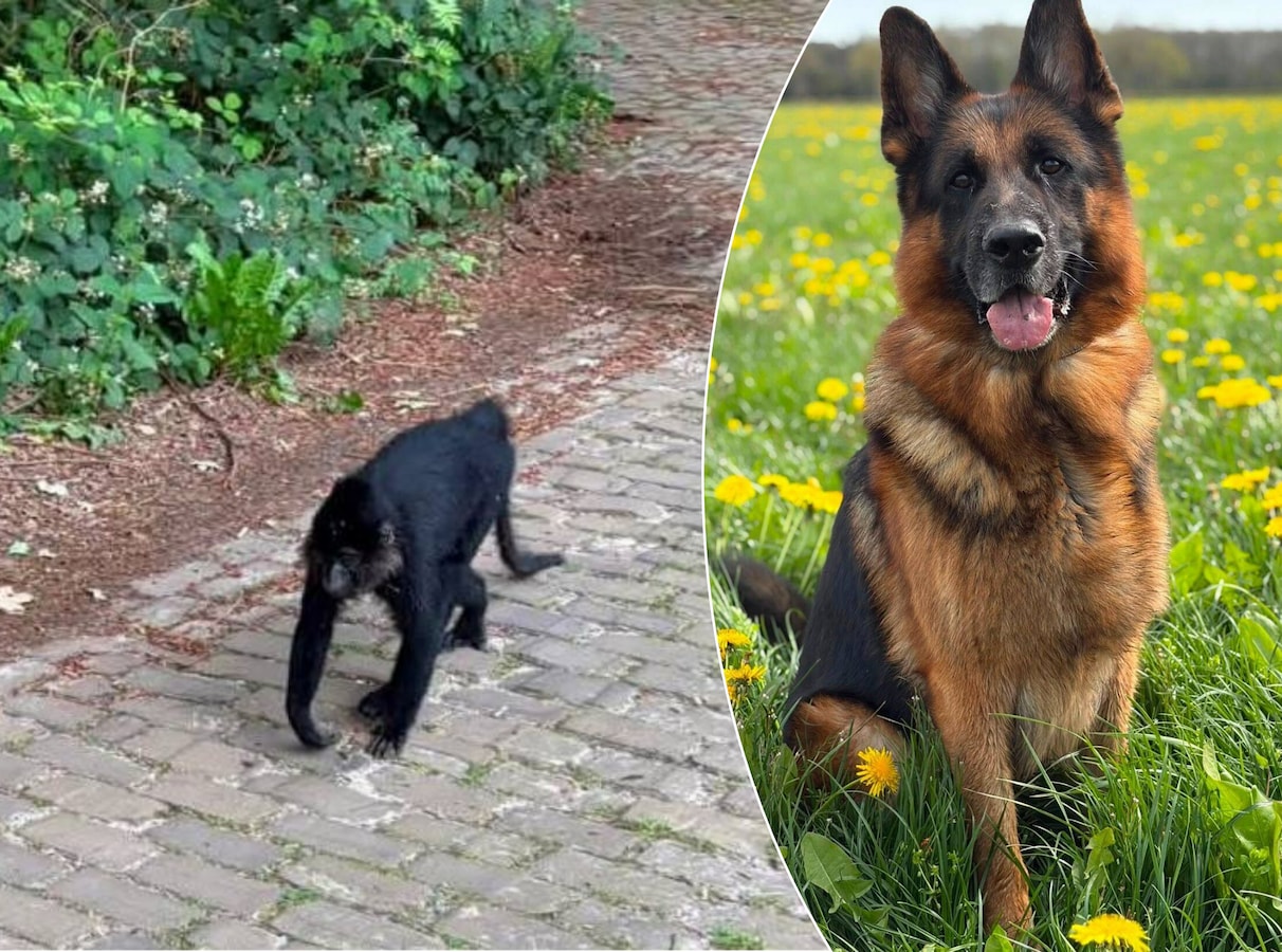 Anke (49) en haar hond staan plots oog in oog met ontsnapte aap uit ...