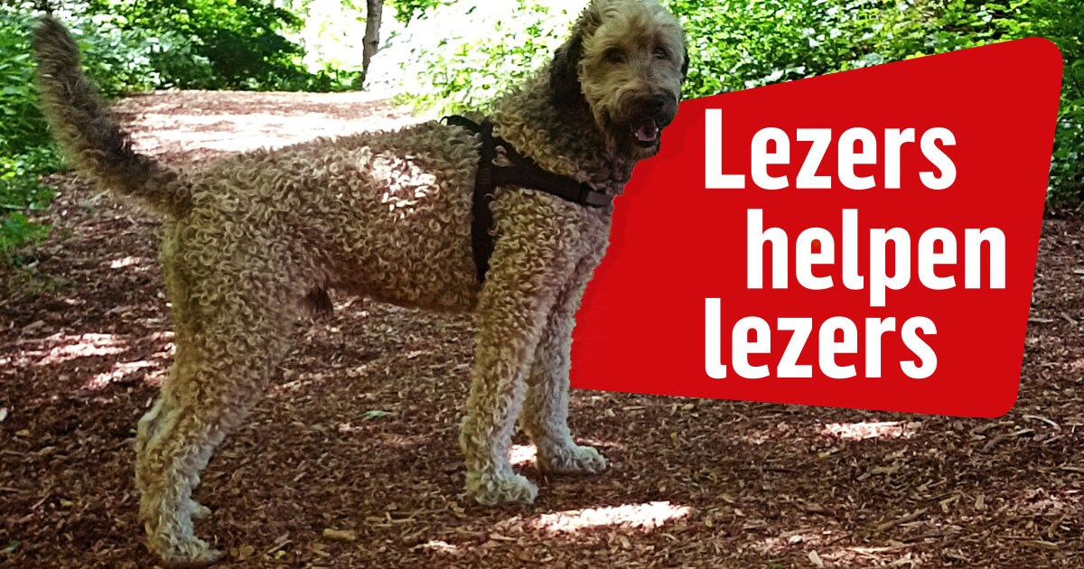 Wie matst labradoodle Mats in de uurtjes dat hij eenzaam is? | Praat ...