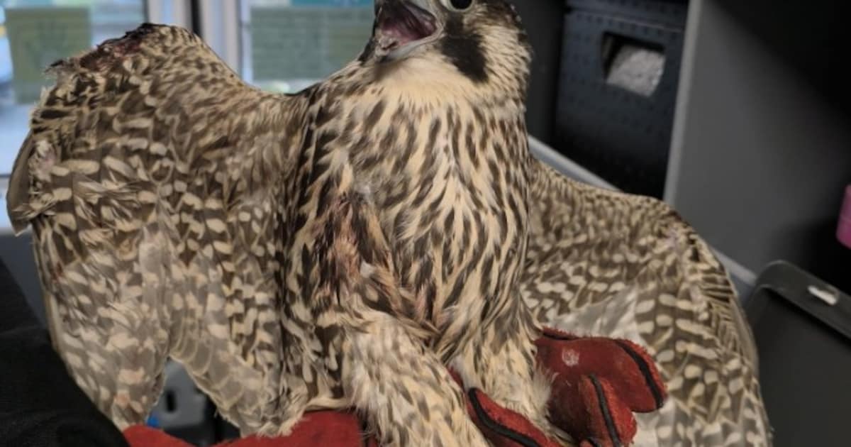Roofvogel jaagt op duif en belandt in val van glas: Ron en Ed redden ...