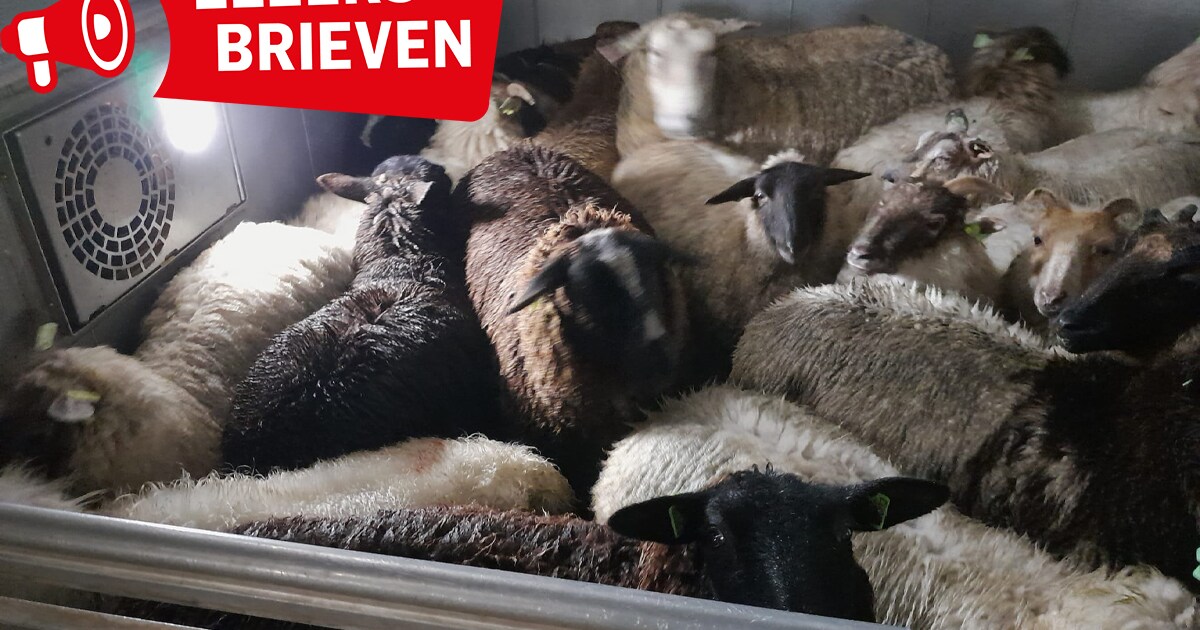 ‘Mensen zijn verontwaardigd over verwaarloosde schapen, maar hebben wel ...
