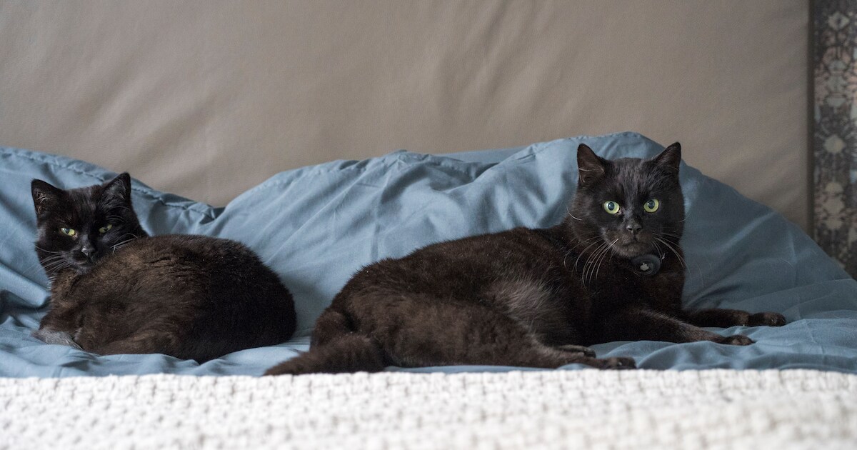 Kat Boris is vier jaar van huis, maar blijkt kerngezond én om de hoek ...