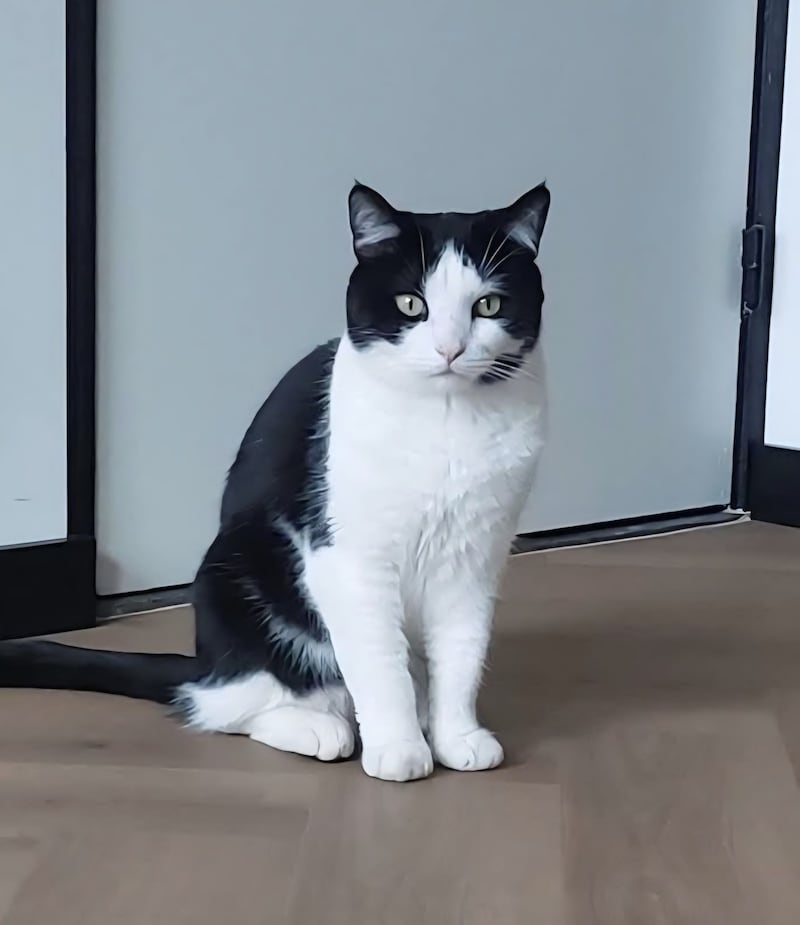 Heb jij Puma of Jace gezien? Deze twee huisdieren worden in Sittard ...