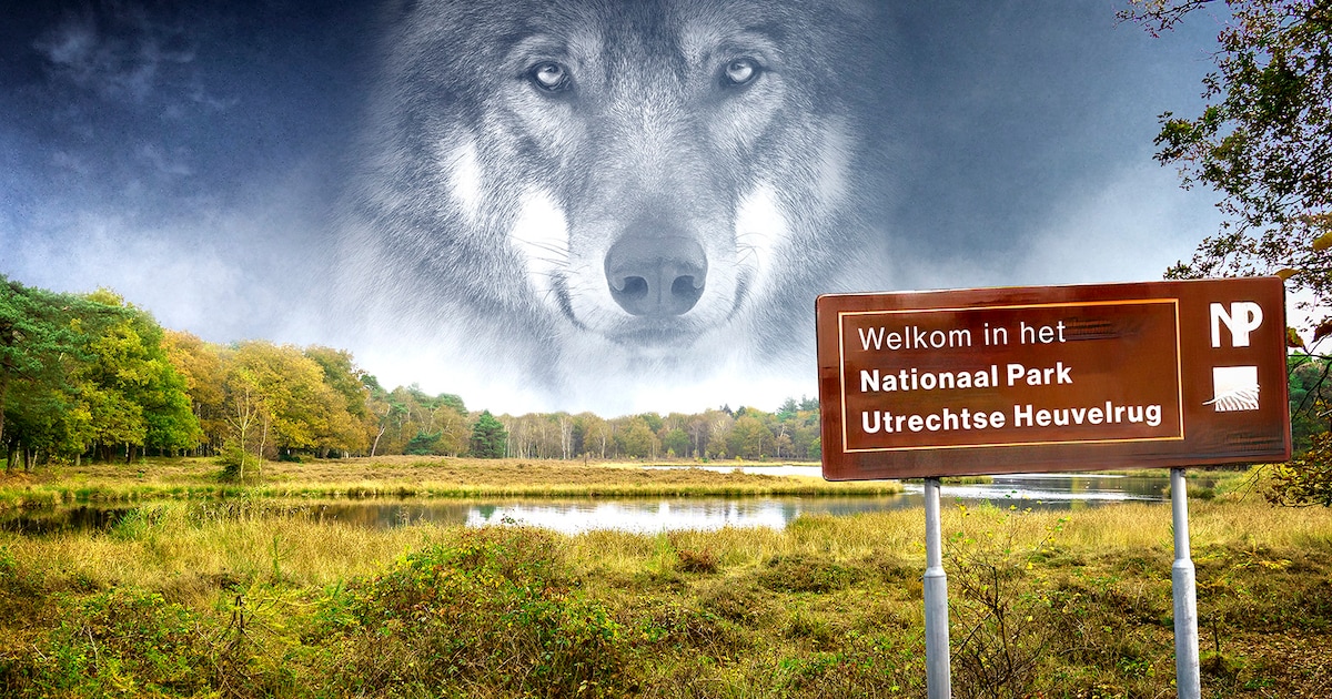 Wolf die meisje bij Austerlitz omverliep mag gevangen, verdoofd en ...
