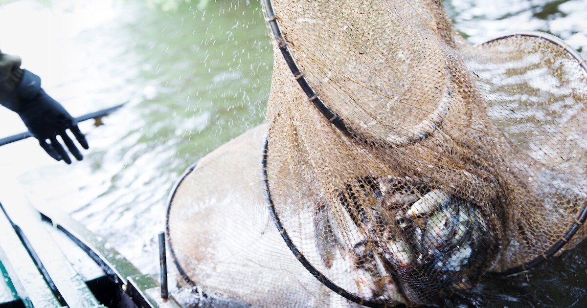 Fuiken van visserijbedrijf duiken op bij verboden plek in natuurgebied ...