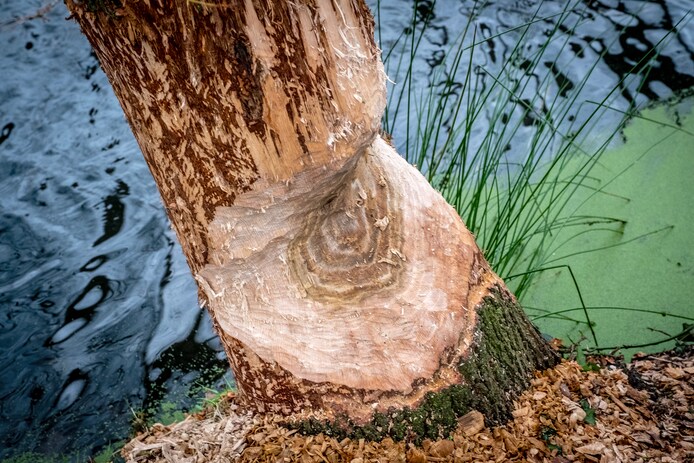Bever rukt op en knaagt zich door woonwijken: ‘Kost miljoenen en ze ...