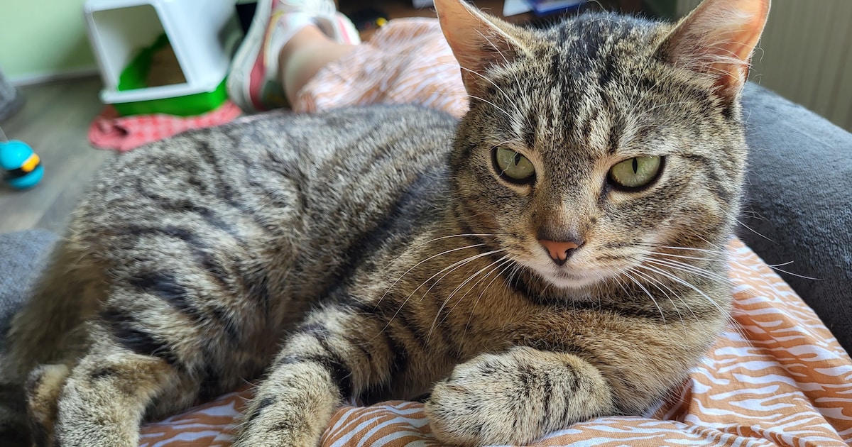 Als vermiste kat Roula na dagen plots opduikt, belanden baasjes in nachtmerrie: ‘Brok in onze ...