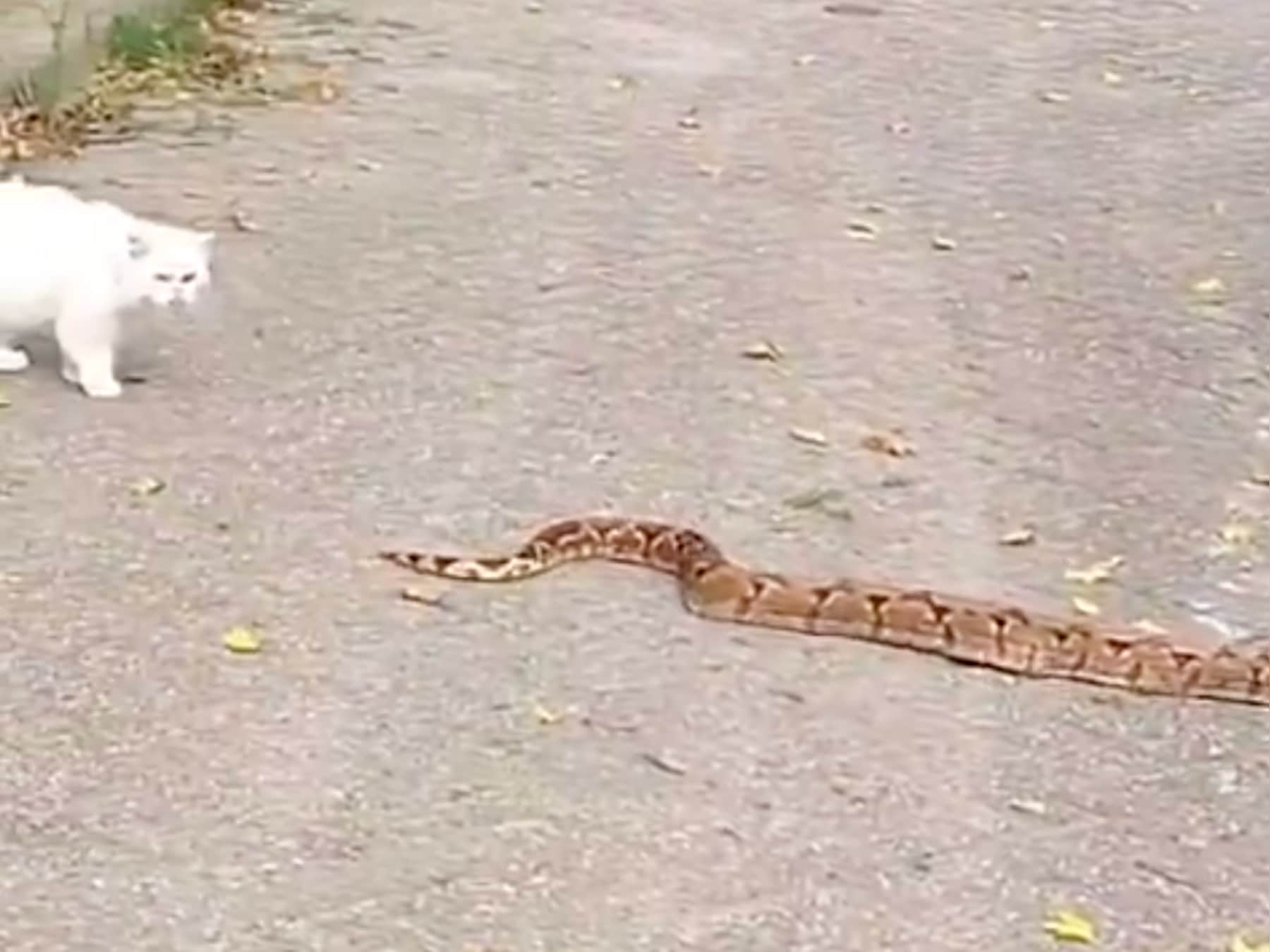 Agrariër maakt ‘megaklapper’ met windpark op land: ‘Of ik er tonnen aan ...