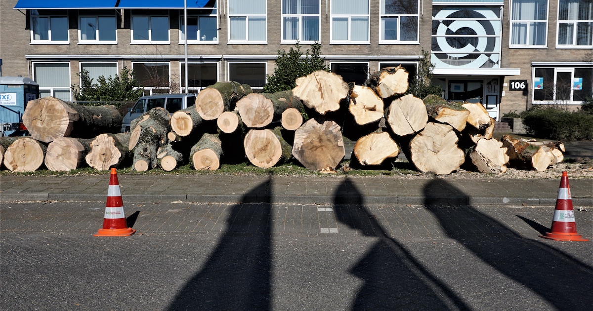 53 bomen gekapt door herinrichting Ruysdaelbaan | Eindhoven | AD.nl