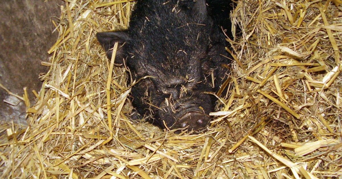 Hangbuikzwijntjes gedumpt op parkeerplaats in Dordrecht | Dordrecht | AD.nl