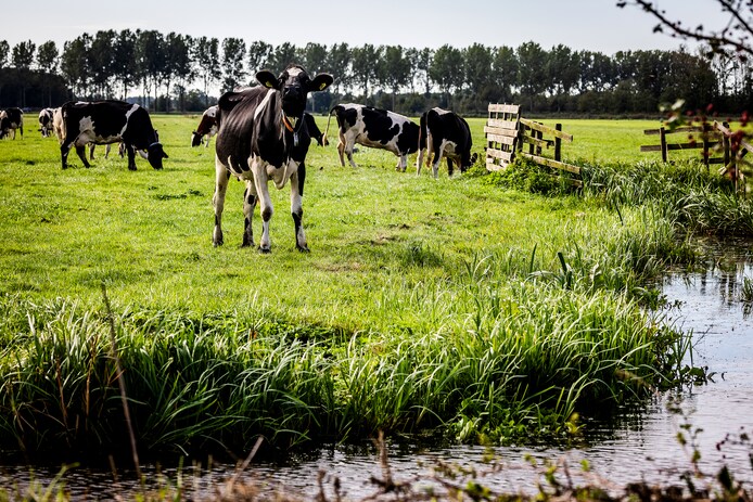 Duo beboet voor verwaarlozing 115 koeien, maar ook deels vrijgesproken: dieren zakten weg in de ...