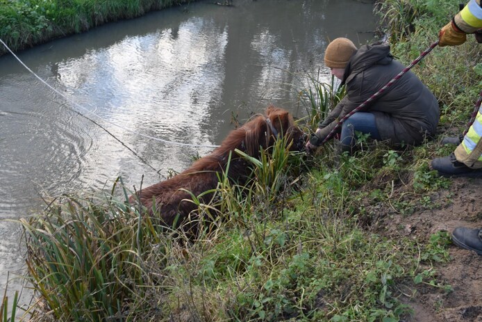 Pony haalt nat pak in Aalst, brandweer weet dier uit sloot te redden ...