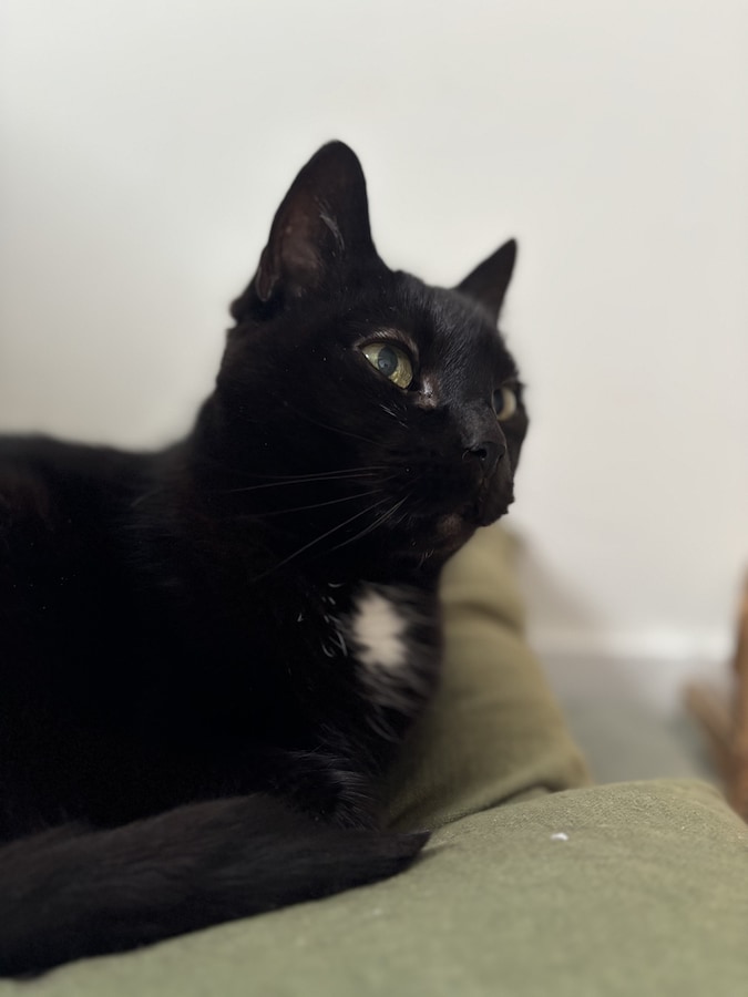 Heb jij Bailey, Jaffa of Nayla gezien? Deze drie huisdieren worden in ...