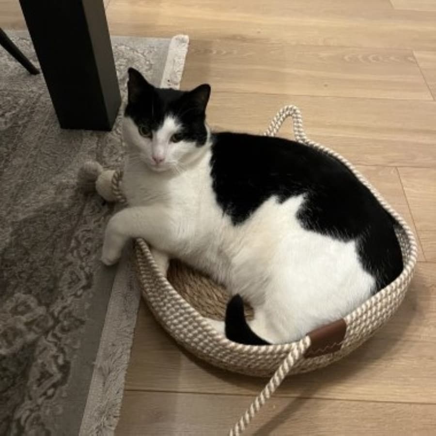 Heb jij Jupiter of Fluffy gezien? Deze twee huisdieren worden in Dongen ...