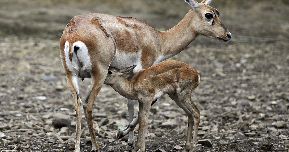 Dierentuin voedert zeldzame antilope aan roofdieren | Buitenland | AD.nl