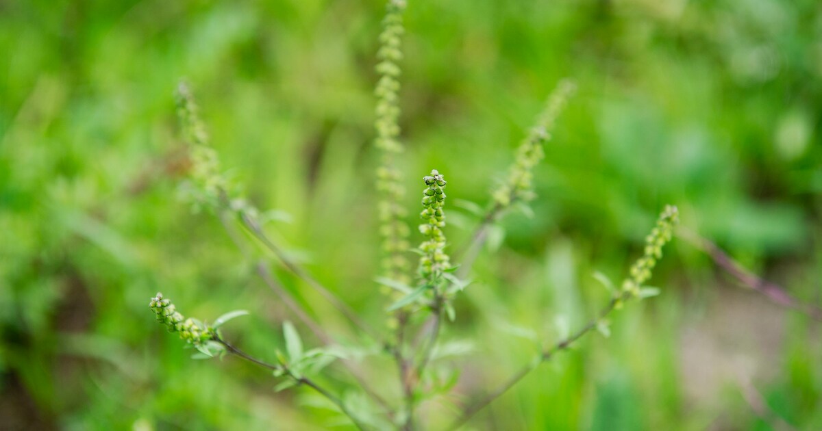 Duitse graspollen zorgen voor extra hooikoortsklachten | Limburg | AD.nl