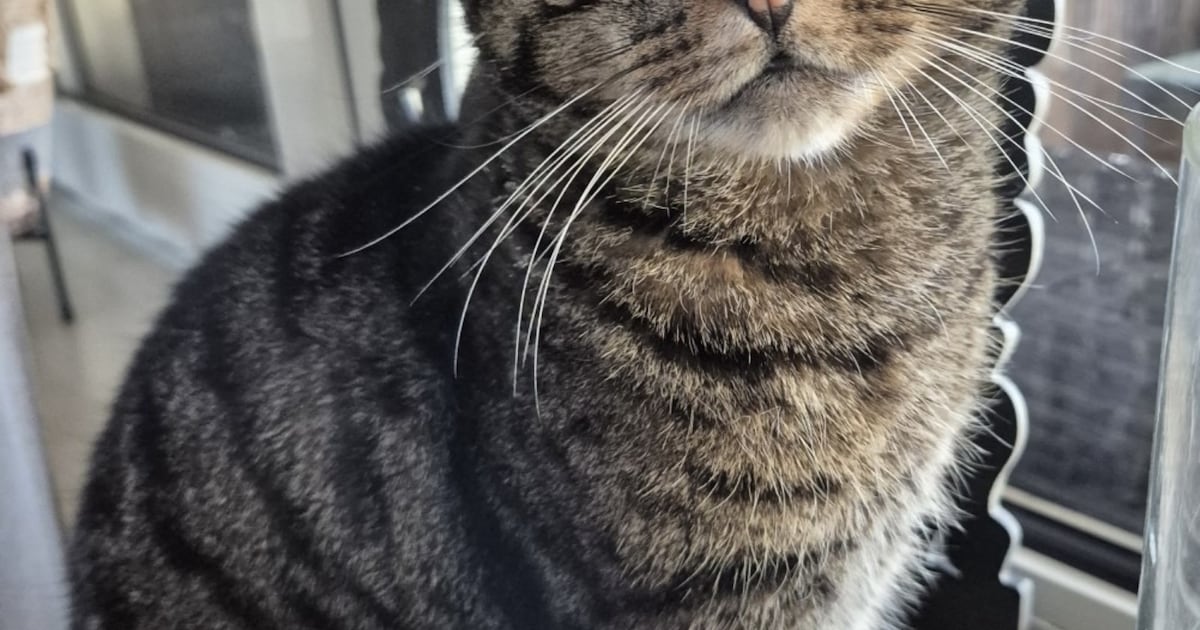 Heb jij Job, Tigger of Binky gezien? Deze zes huisdieren worden in ...