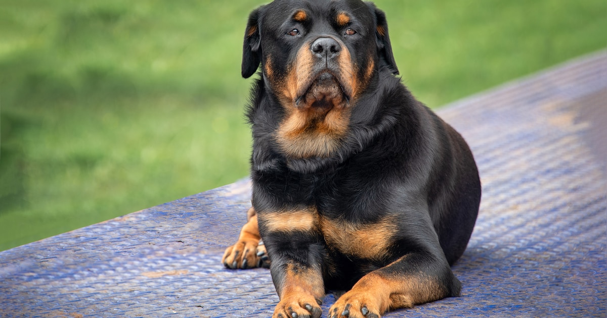 Rottweiler bijt kind (9) dood in huis Frankrijk, vader steekt dier neer ...