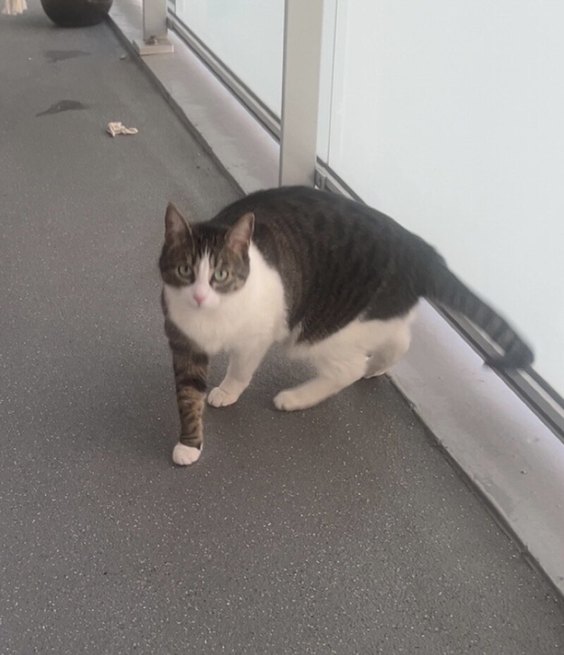 Heb jij Teun(tje), Suzy of Pippa gezien? Deze 16 huisdieren worden in ...