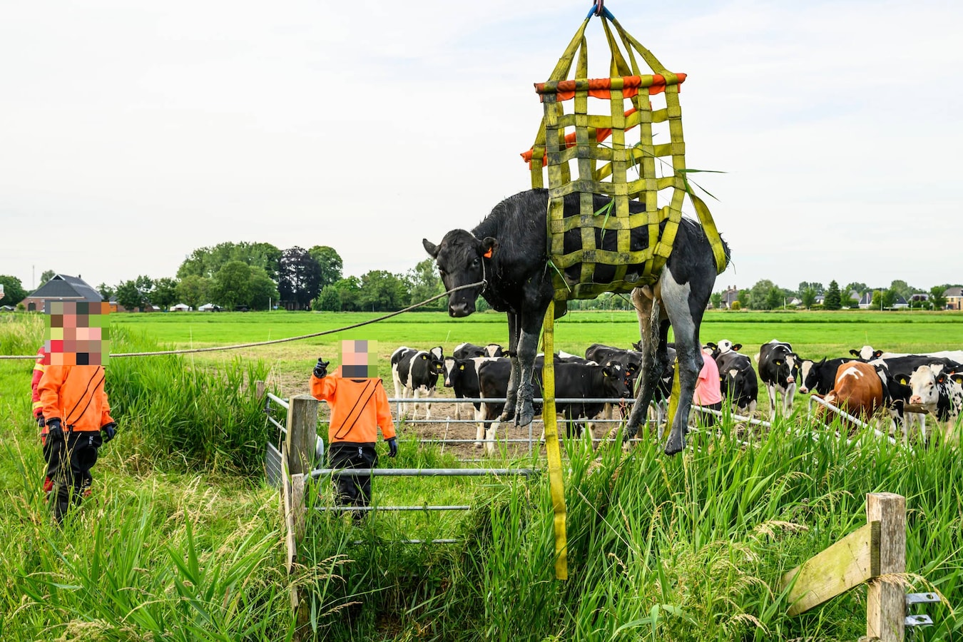 Brandweer redt koe uit water aan Eelwerderweg in Delfzijl | Foto | AD.nl