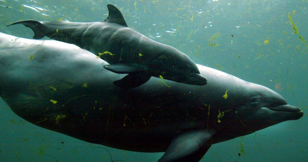 Dolfinarium moet ‘iconische dolfijn Maaike’ na 38 jaar uit lijden ...