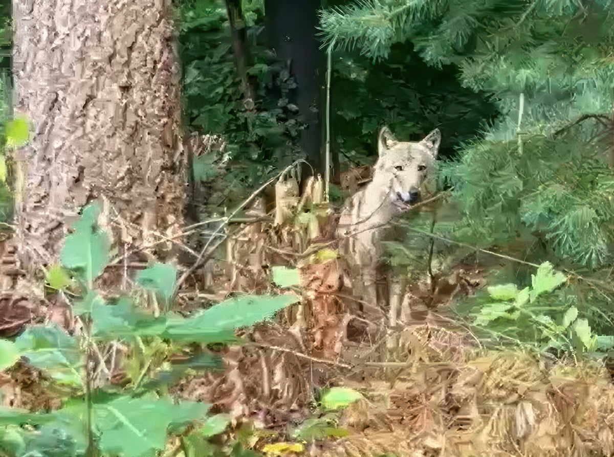 Wolf doodgeschoten op Utrechtse Heuvelrug, mogelijk gaat het om ...