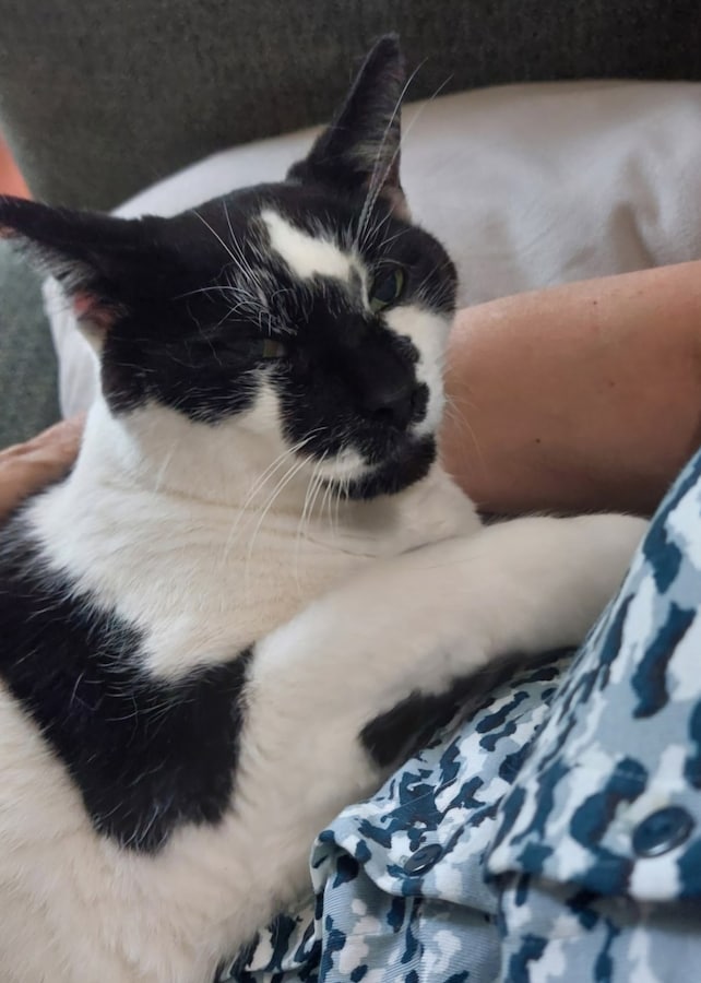 Heb jij Fergus, Smokey of Sjakie gezien? Deze vier huisdieren worden in ...