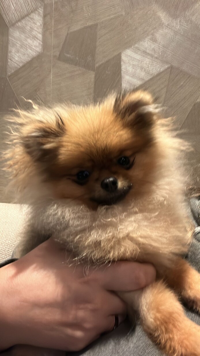 Puppy Miya al dagen vermist, baasjes maken zich grote zorgen: ‘Ze heeft medicatie nodig ...