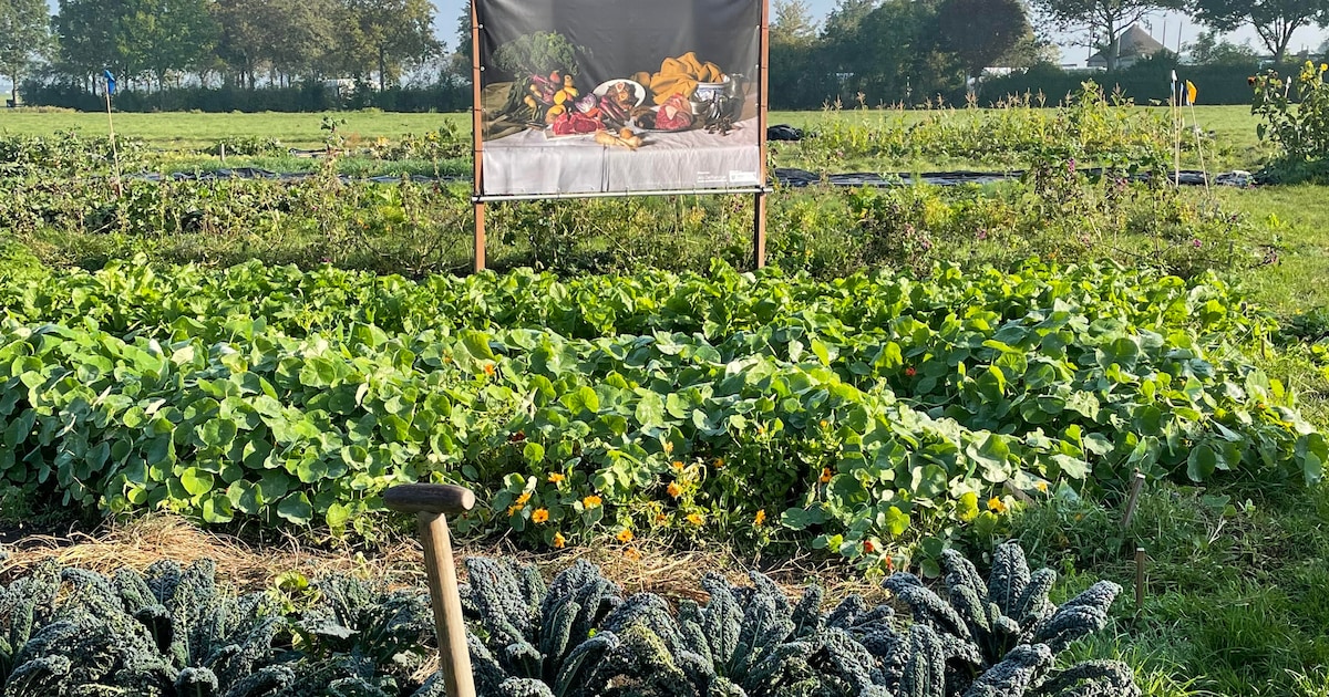 ‘Ruimte maken voor moestuinen in Midden-Delfland’ | Westland | AD.nl