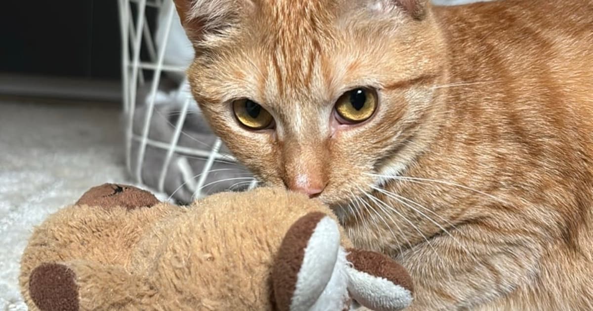 Heb jij Nala gezien? Dit huisdier wordt in Dantumadiel vermist | Regio ...