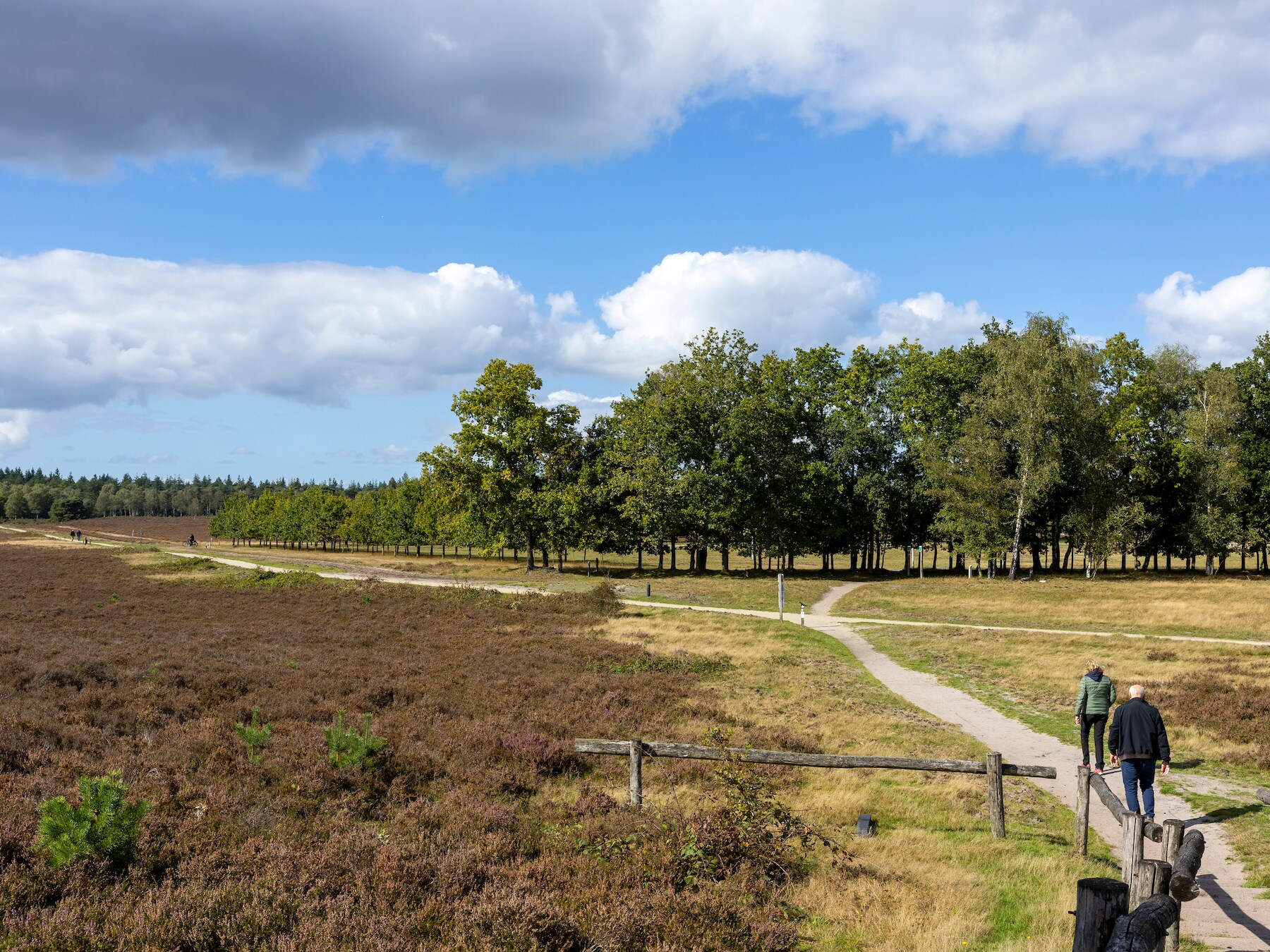 Schaapskudde Epe-Heerde gaat de hei niet meer op: ‘We zijn erg ...