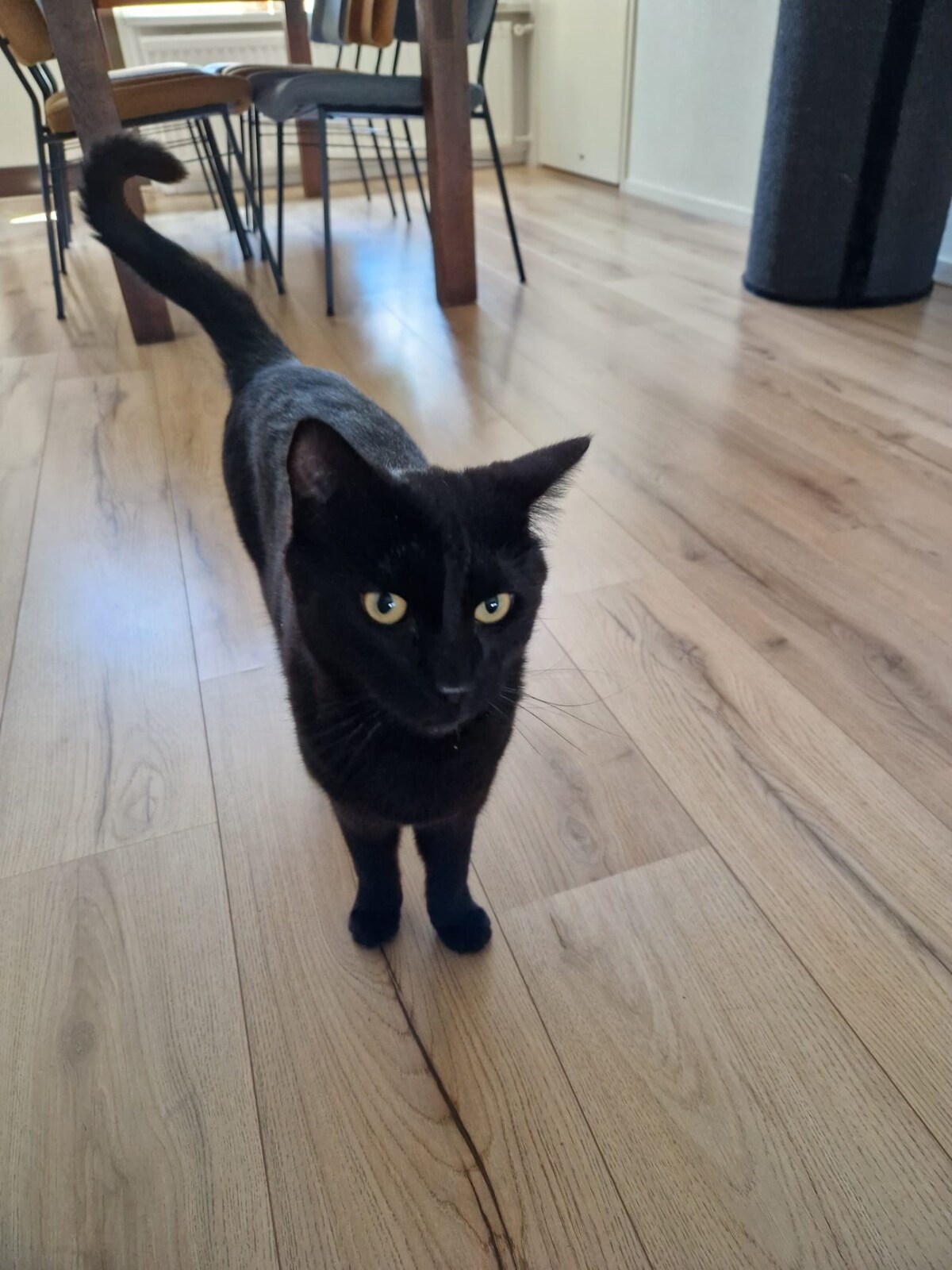 Heb jij Hitam gezien? Dit huisdier wordt in Kampen vermist | Kampen | AD.nl