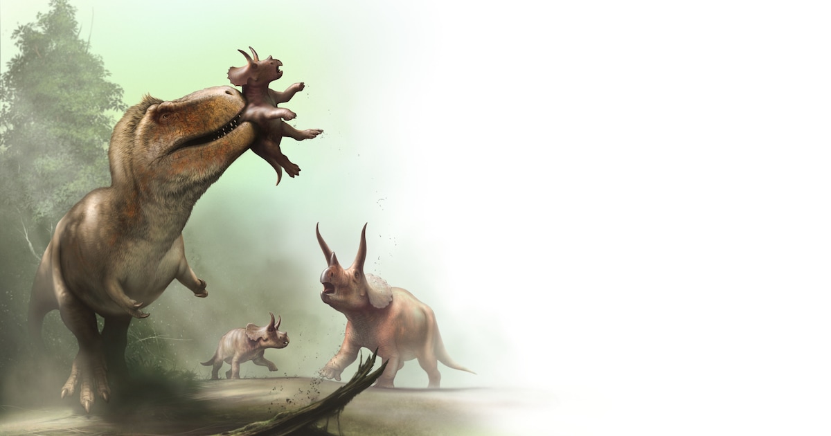 Steeds meer duidelijk over dino's: zo kon de T-rex tien keer zo hard ...