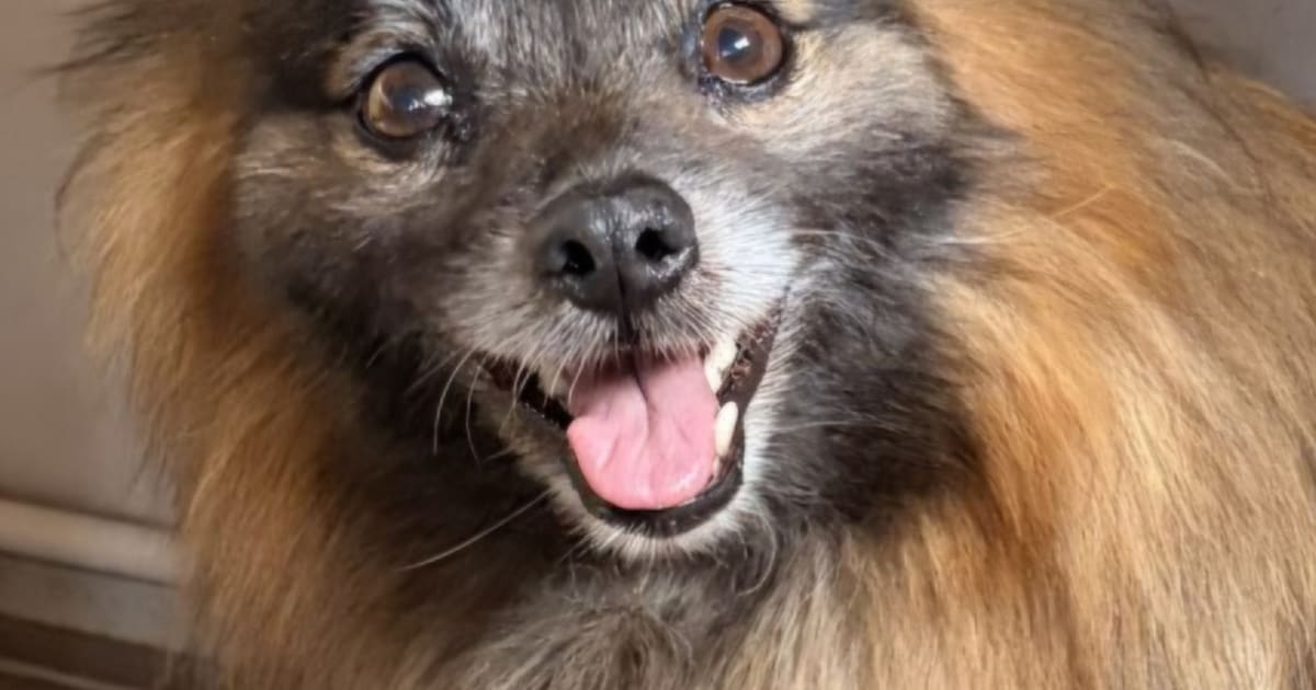 Heb jij Chara gezien? Dit huisdier wordt in Hollands Kroon vermist ...