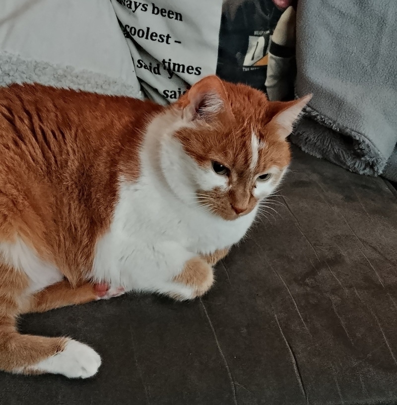 Heb jij Lilo of Kareltje gezien? Deze twee huisdieren worden in ...