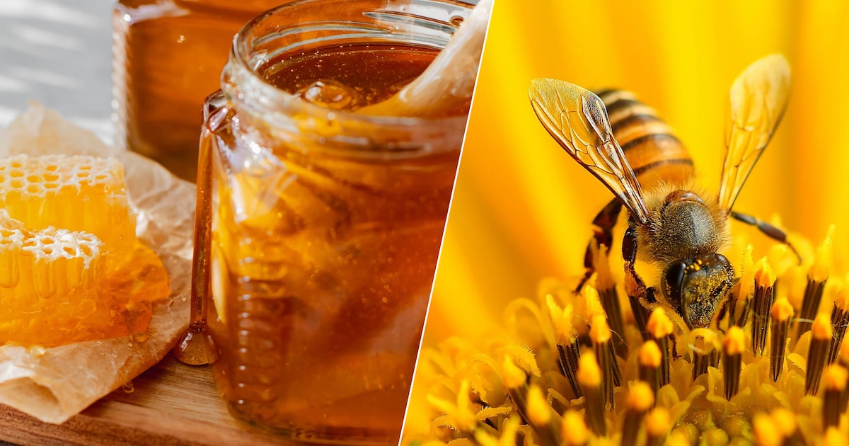 Echt goede honing komt niet uit de supermarkt: 'Vaak zit er ...