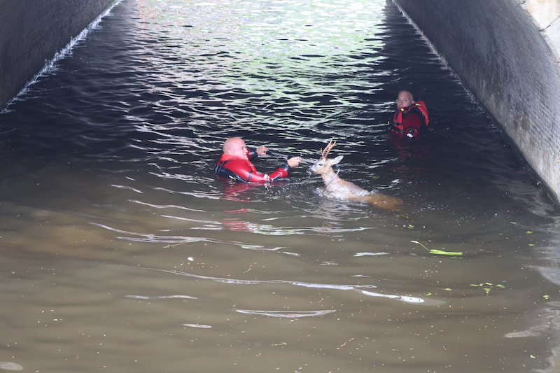 Brandweer redt ree uit gracht in centrum van Leeuwarden | Regio | AD.nl
