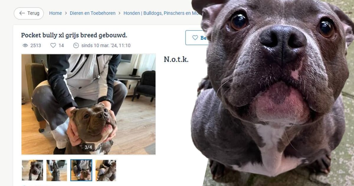 Gedumpte hond werd al maanden aangeboden op Marktplaats: ‘Je ziet het ...