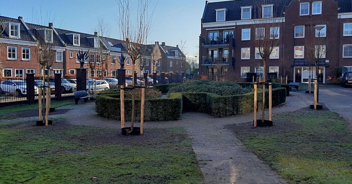 170 nieuwe bomen geplant in Soest als vervanging van gekapte slechte en ...