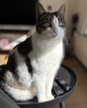 Heb jij Ties, Kees of Stitch gezien? Deze drie huisdieren worden in De ...