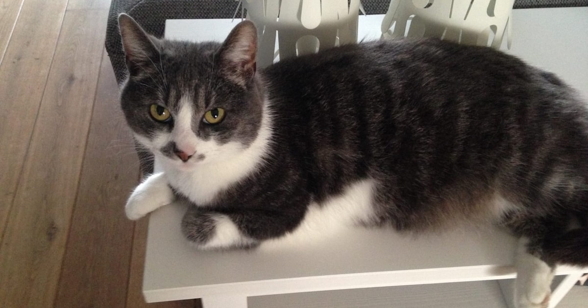 Heb jij Mila gezien? Dit huisdier wordt in Borger-Odoorn vermist ...